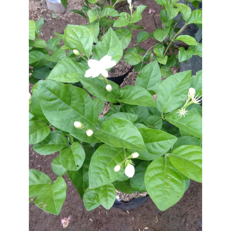 Jual Melati kampung | Shopee Indonesia