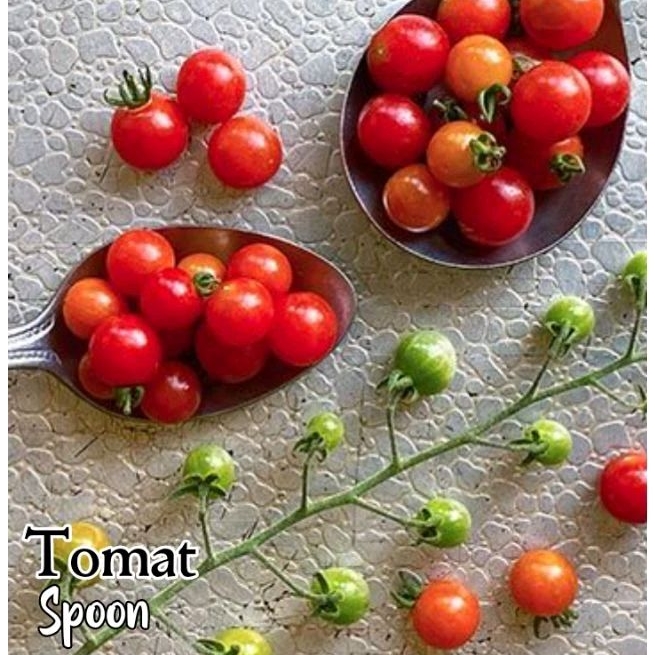 Jual Tomat Tomato spoon benih heirloom seeds isi 2 biji | Shopee Indonesia