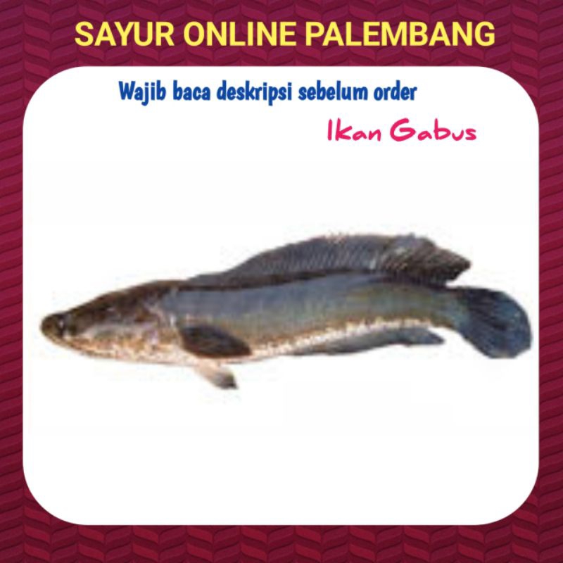 Jual Ikan Gabus Segar - Pasar Toko Sayur Ikan Segar Palembang | Shopee ...