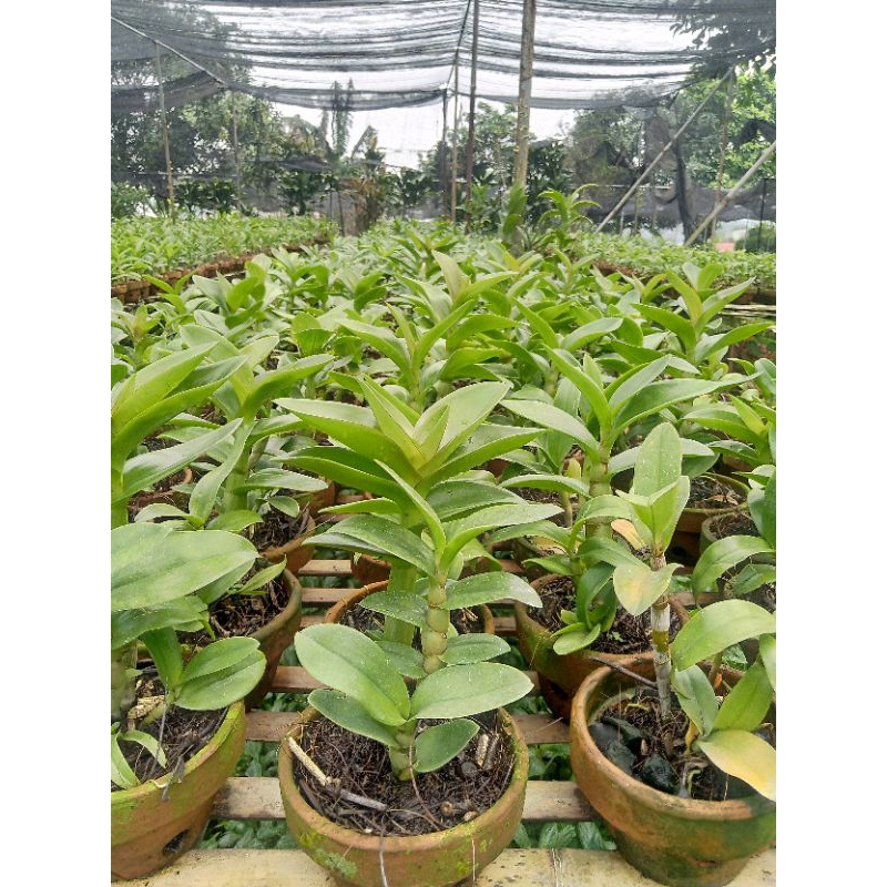 Jual tanaman anggrek dendrobium remaja bunga random | Shopee Indonesia