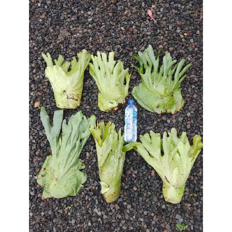 Jual platycerium wandae simbar papua ukuran sedang 40cm | Shopee Indonesia