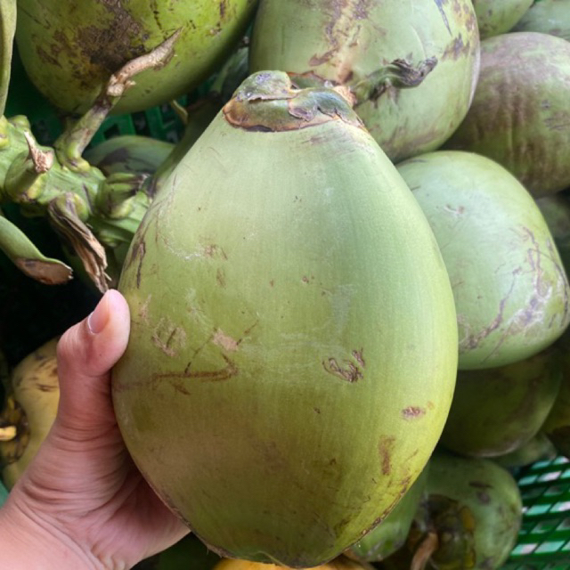 Jual Kelapa Muda / Degan Utuh | Shopee Indonesia