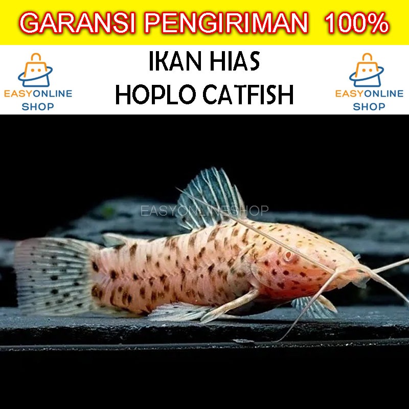 Jual Ikan Hias Hoplo Catfish Albino Ikan Pembersih Aquarium | Shopee ...