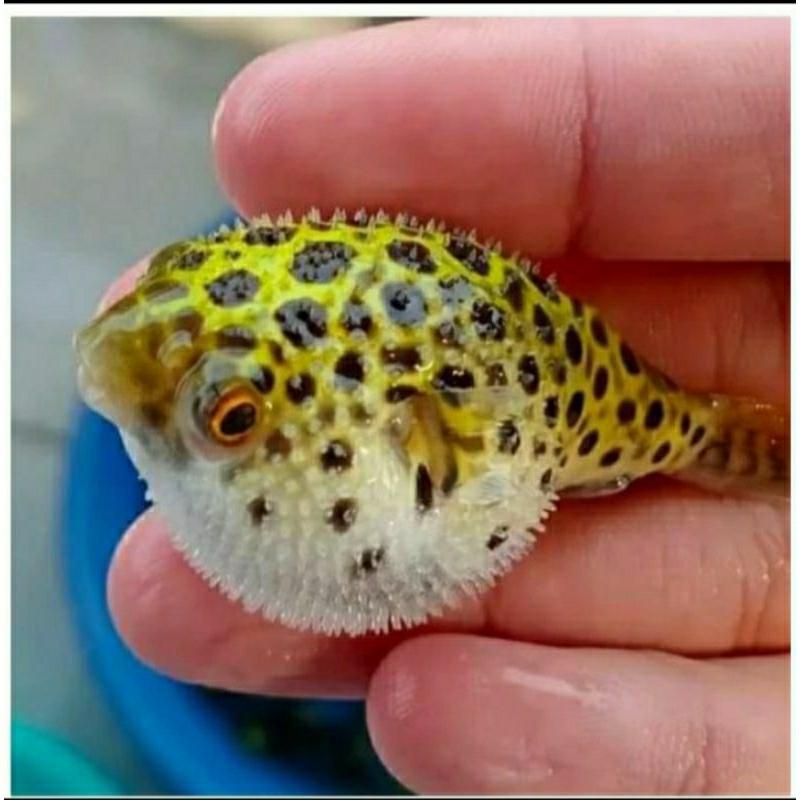 Jual ikan hias buntal air tawar / ikan hias mini puffer / ikan buntal ...