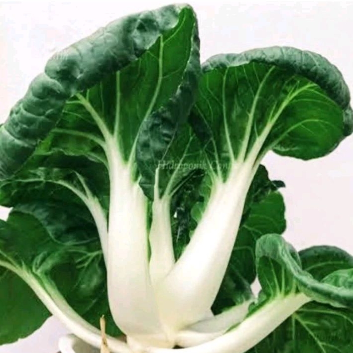 Jual 50 Bibit/Benih biji Sawi pakcoy putih/pakcoi putih unggul pakchoy ...