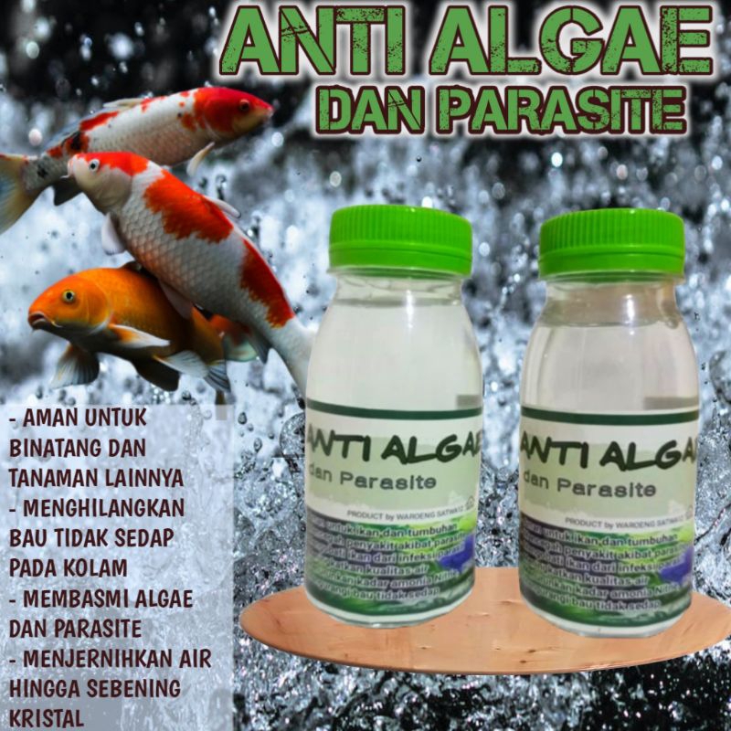 Jual (BELI5GRATIS1) ANTI ALGAE DAN PARASITE AQUA CLEANER ALGA REMOVER ...