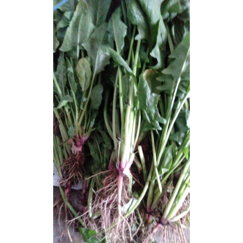 Jual SAYUR BAYAM JEPANG HORINSO/ HORENZO | Shopee Indonesia