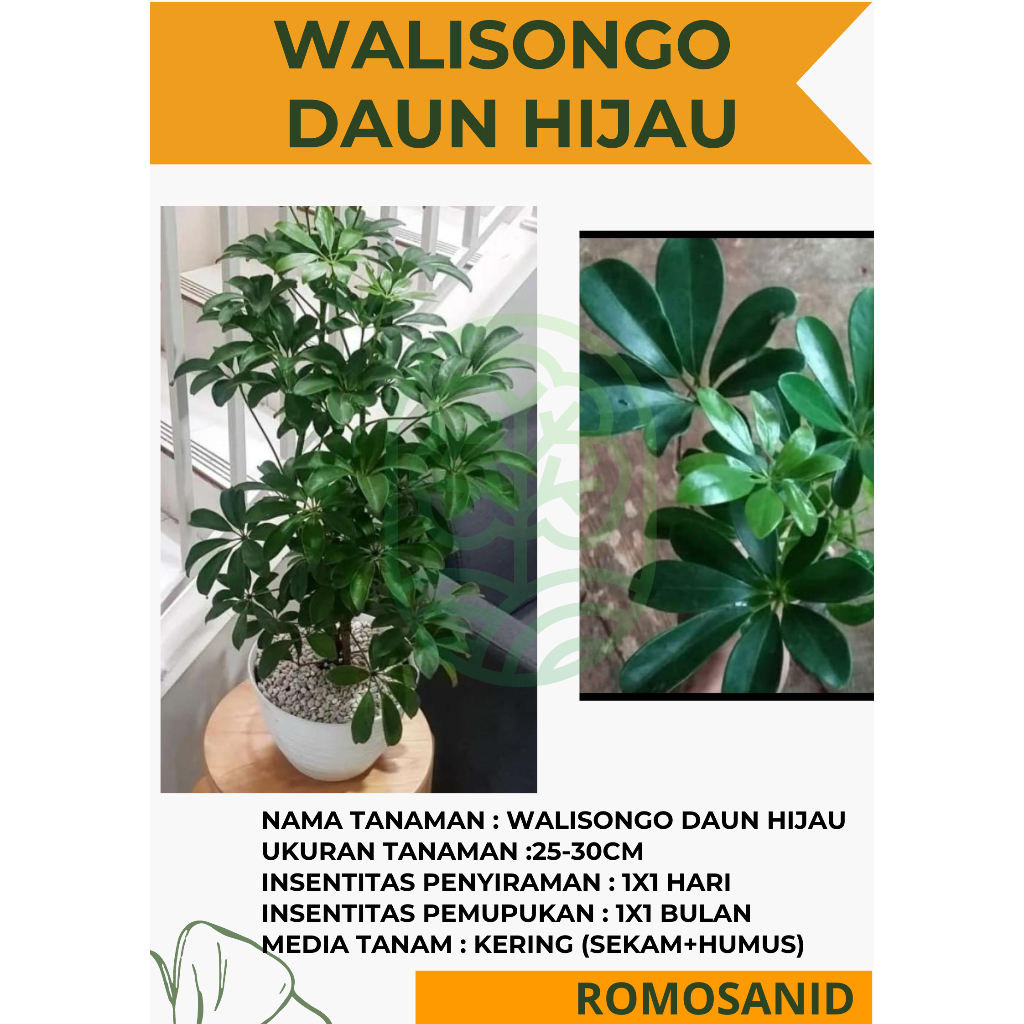 Jual Tanaman hias walisongo daun hijau / Schefflera arboricola - bunga walisongo hijau Pohon ...