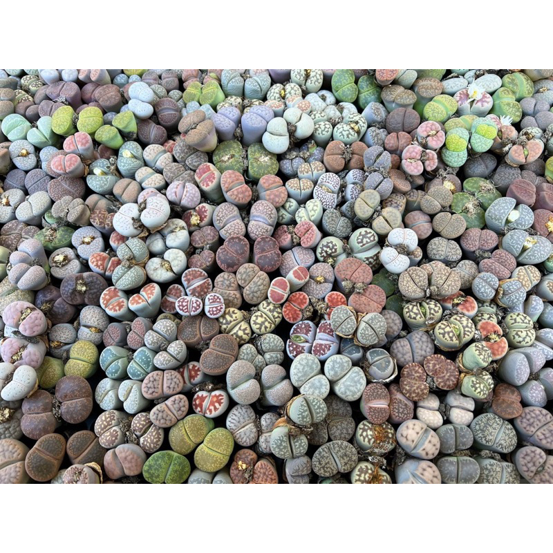 Jual LITHOPS DOUBLE HEAD / LITHOPS JUMBO / LITHOPS BESAR / LITHOPS ...