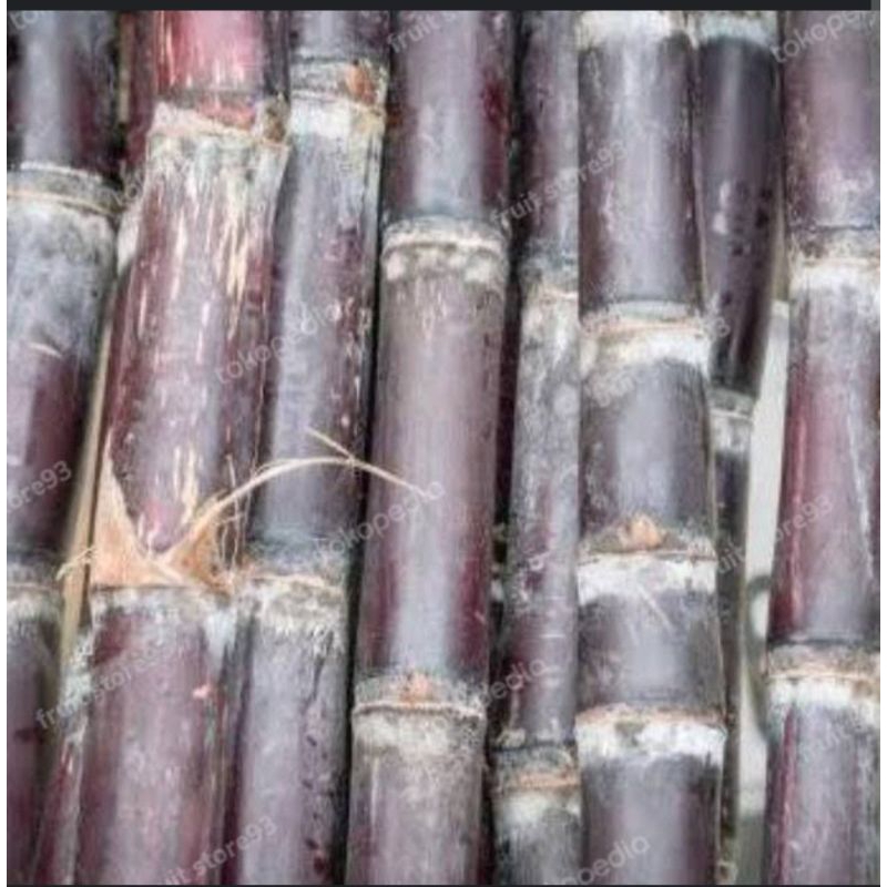 Jual Tebu Merah | Shopee Indonesia