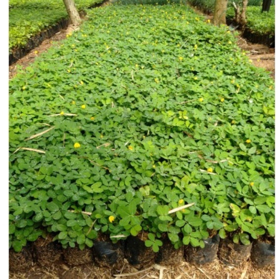 Jual Tanaman hias paket 10 polibag Landep kacang kacangan bunga kuning ...