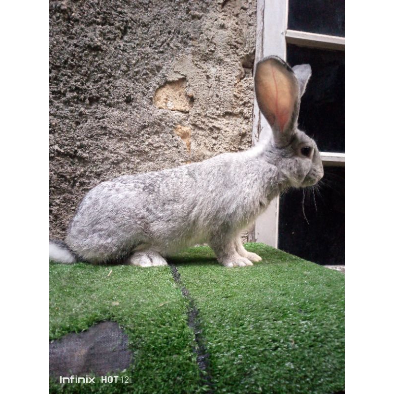 Jual kelinci flamish giant betina | Shopee Indonesia