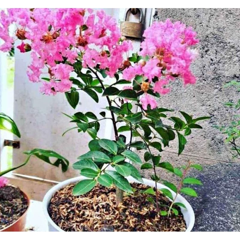 Jual TANAMAN BUNGA SAKURA PINK KONDISI BERBUNGA LEBAT | Shopee Indonesia
