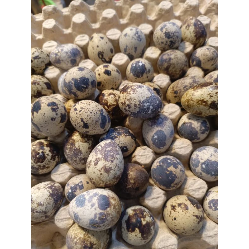 Jual Telor puyuh 1bok isi 30 butir | Shopee Indonesia