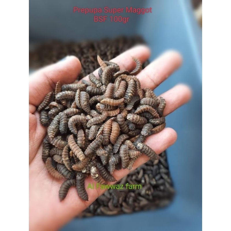 Jual Prepupa Pupa Maggot BSF Bibit Indukan magot 100 gram | Shopee ...