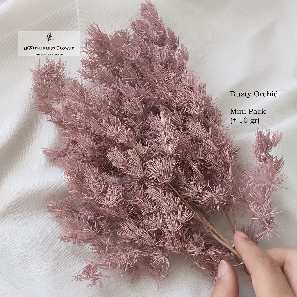 Jual 10 gr Preserved Asparagus / Dried Flower Awetan / Bunga Kering ...