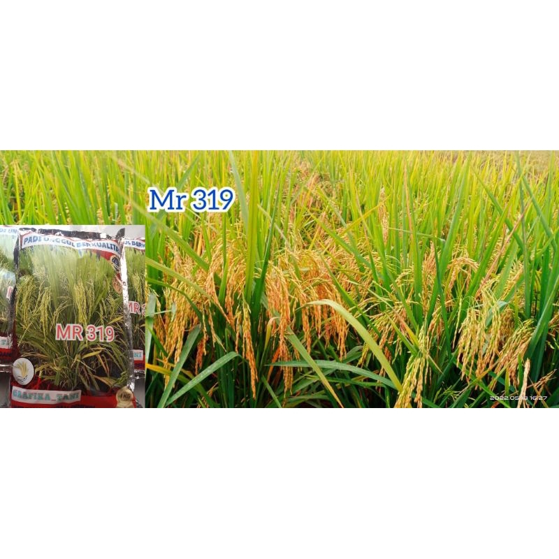 Jual Benih padi MR 319 kemasan premium 1 kg | Shopee Indonesia