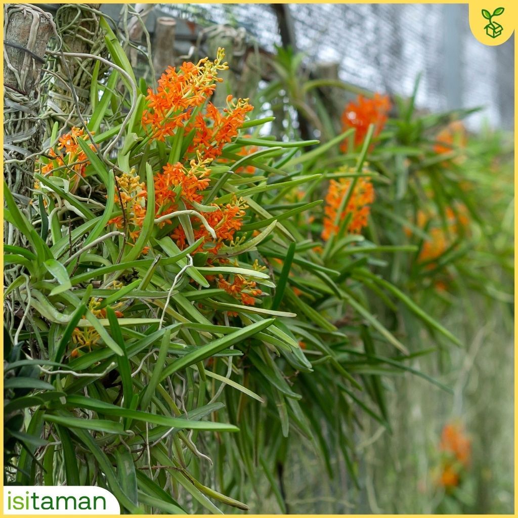 Jual Anggrek Vanda Murah Ascocentrum miniatum | Vanda mini | Shopee ...