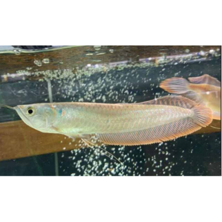 Jual Ikan Arwarna Silver Brazil Serat Merah Ikan Predator Hias ...