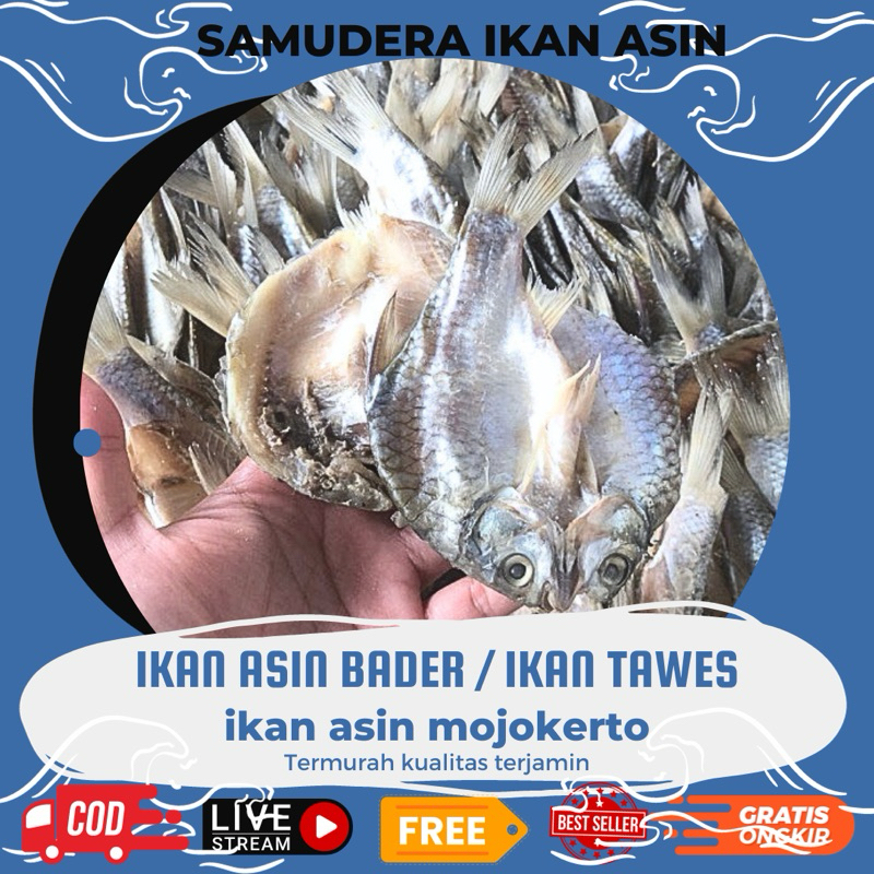 Jual IKAN ASIN TAWES / BADER 1kg KHAS JATIM IWAK ASIN PUTIH TERBAIK ...
