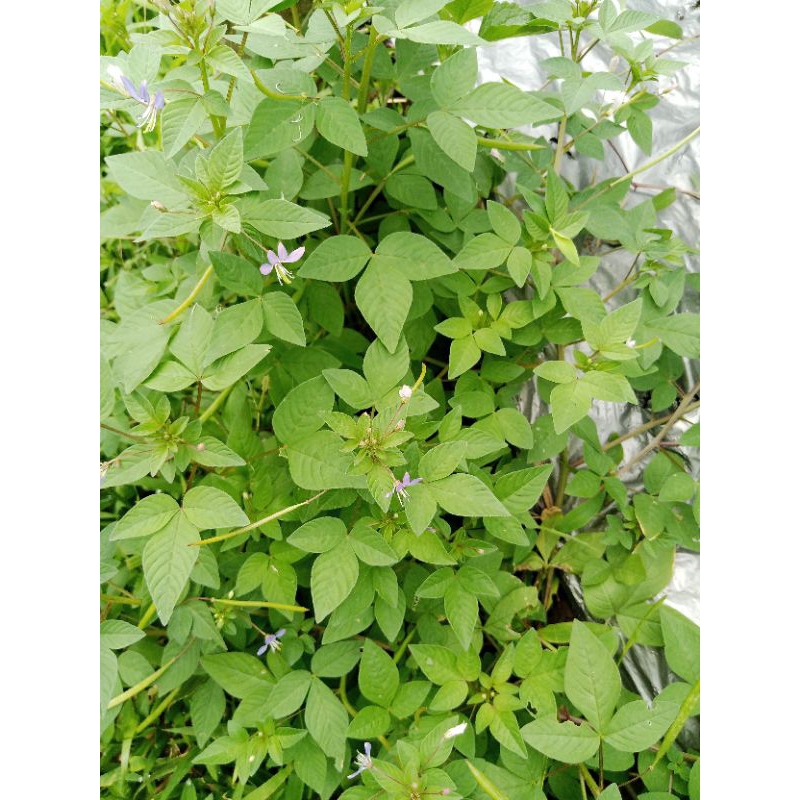 Jual Daun Maman Lanang / daun Maman ungu / cleome rutidosperma segar ...