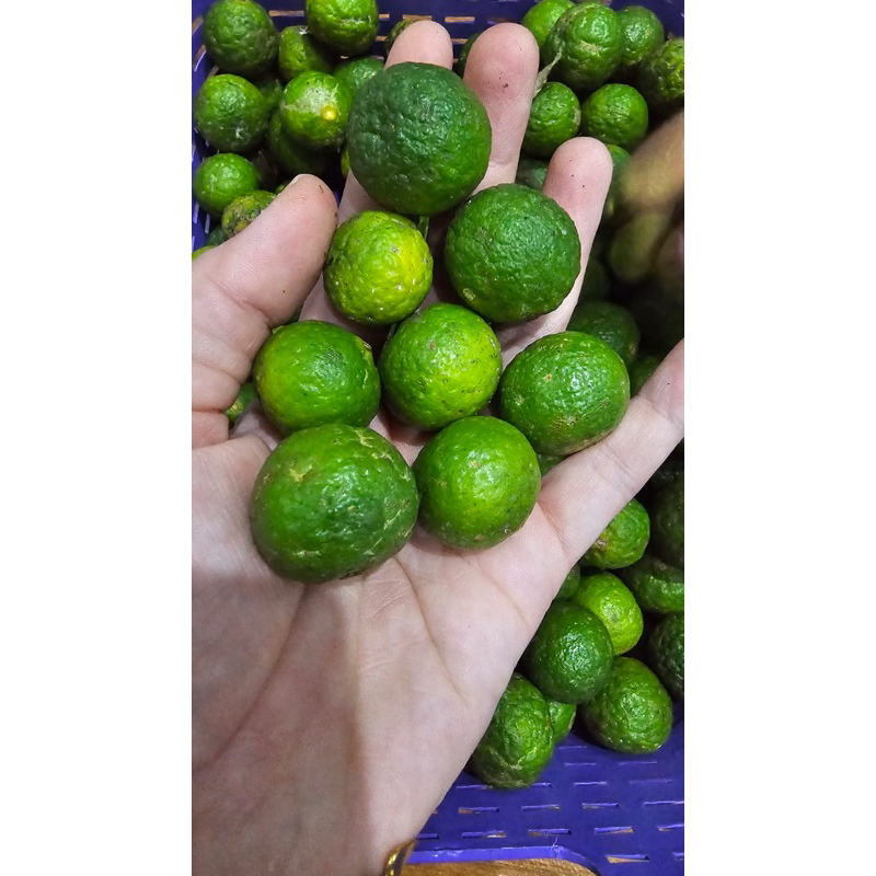 Jual (READY MEDAN) JERUK LIMAU 1 butir (BACA DESKRIPSI) | Shopee Indonesia