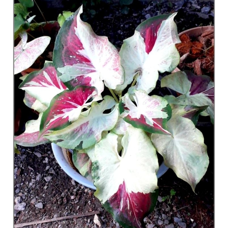 Jual Caladium Nopakaw / Keladi Hias NPK Tanaman Hias Keladi Murah ...