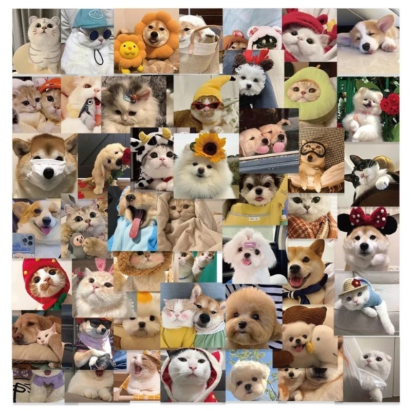 Jual 52pcs Sticker Funny Cat Dog Meme Stiker PVC Anjing Kucing Lucu ...