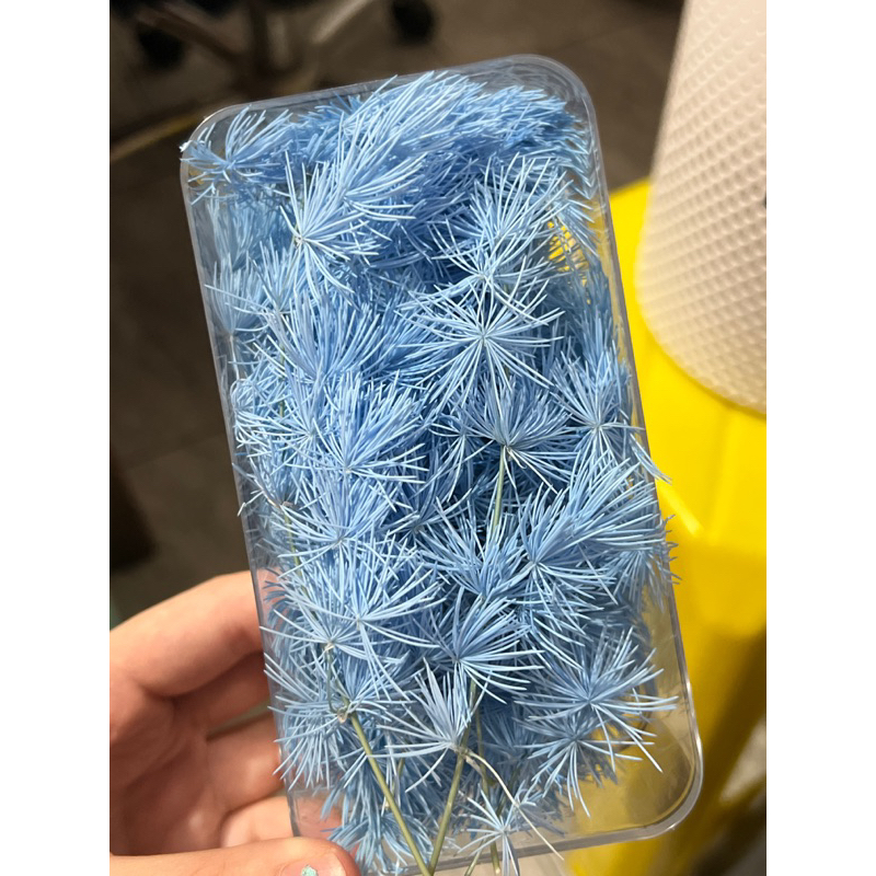 Jual Bunga Asparagus Preserved Flower | Shopee Indonesia