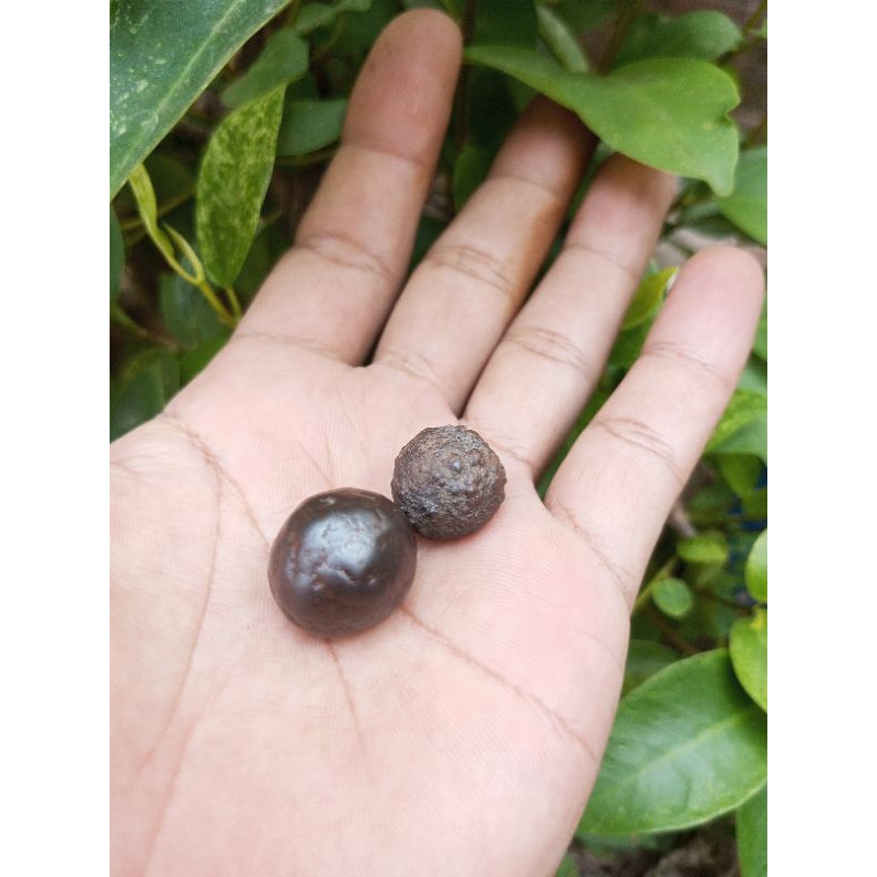 Jual Munta besi | Shopee Indonesia