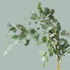 Jual Daun Potong Segar/Fresh Cut Flower Daun Populus Dekorasi Bunga ...