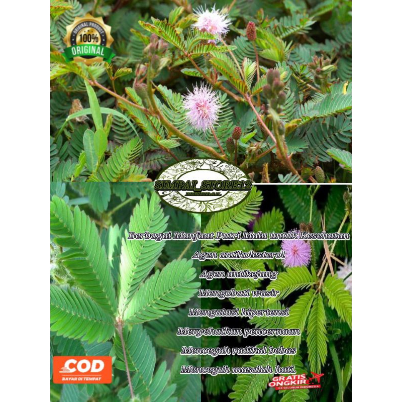 Jual Daun putri malu 500gram fresh daun putri malu segar obat herbal alami | Shopee Indonesia
