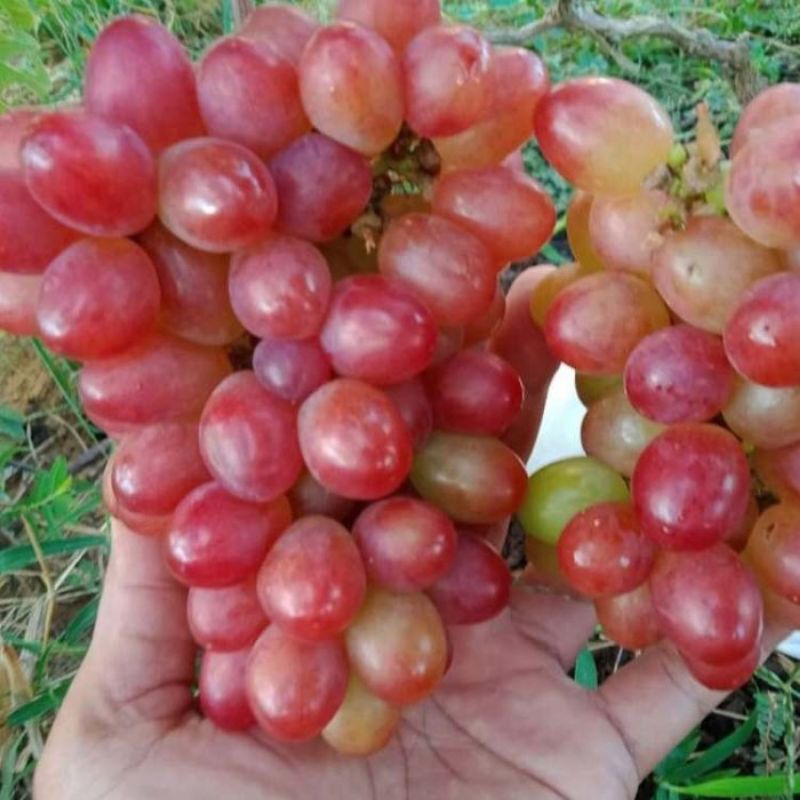 Jual Anggur import jenis LIVIA valid 100% | Shopee Indonesia