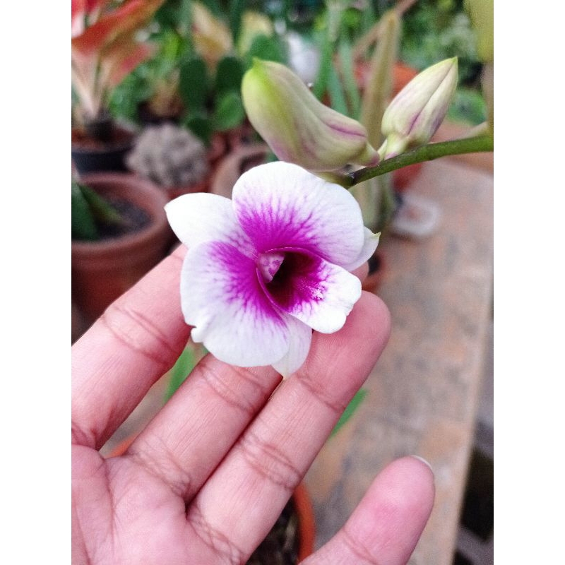 Jual Anggrek Dendrobium Mini Yaya Compactum | Shopee Indonesia