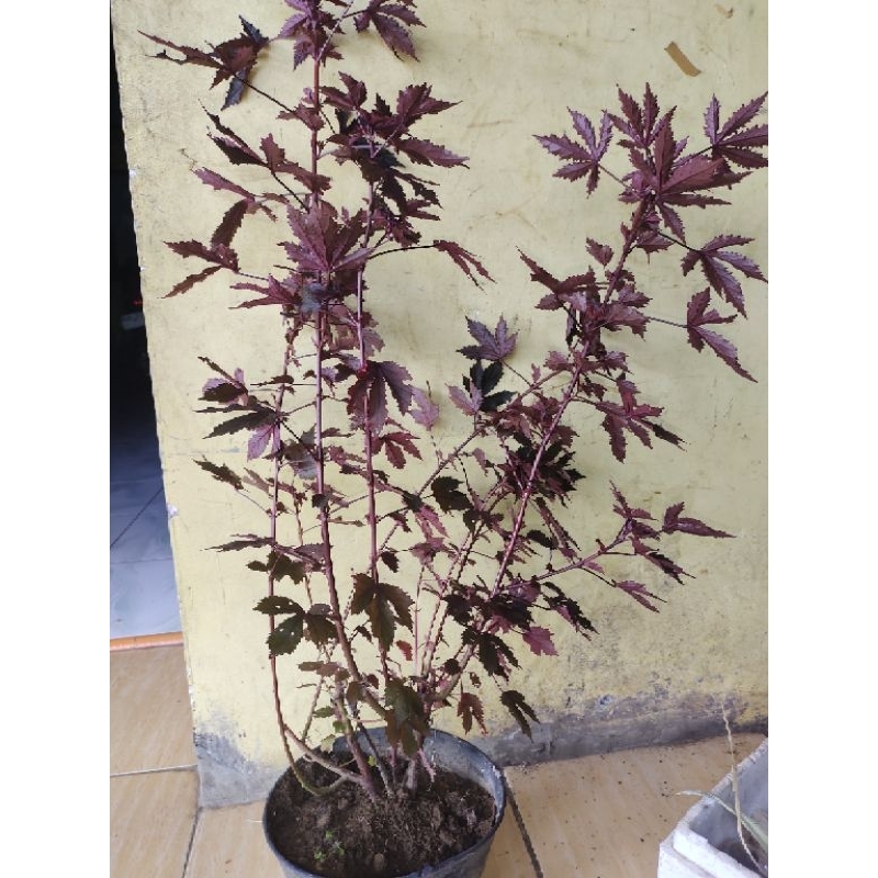 Jual red Panama real sesuai gambar | Shopee Indonesia