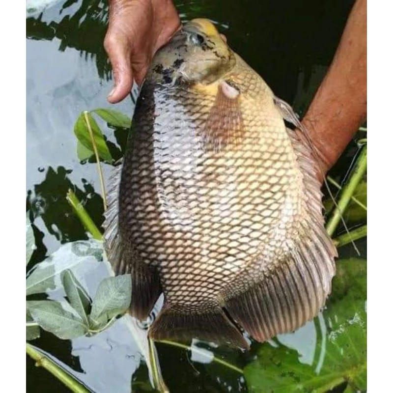 Jual Ikan Gurame Soang 1 Kg Hidup Segar - Bonus Pakan | Shopee Indonesia