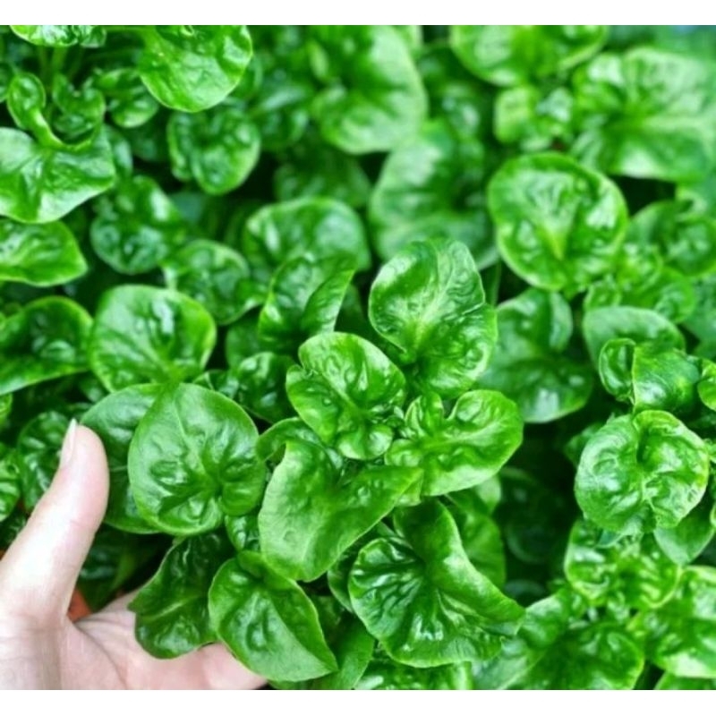 Jual Tanaman Bayam Brazil / Brazilian Spinach (Alternanthera sissoo ...