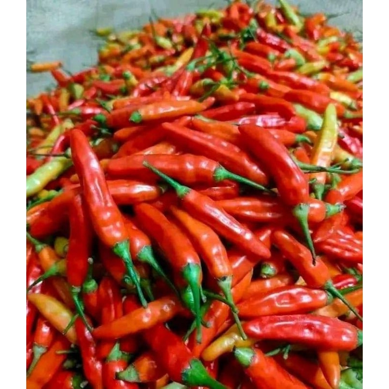Jual Cabe rawit merah/ cabai setan 500g/1000g | Shopee Indonesia