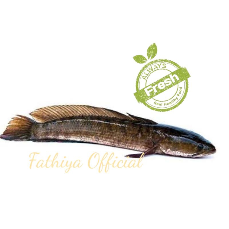 Jual Ikan Gabus Segar 500gram | naga_express | Shopee Indonesia