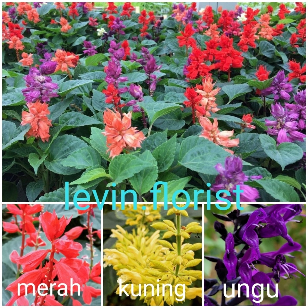 Jual Salvia splendens /Bunga Salvia / bibit tanaman hias bunga | Shopee ...