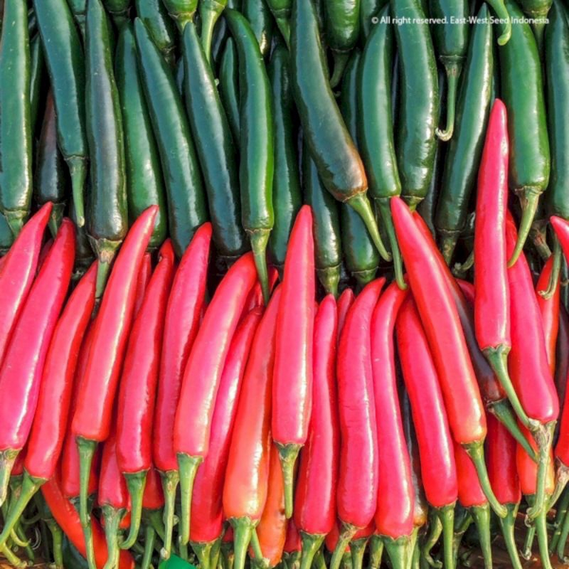 Jual 100 Biji Cabe Besar GADA MK | Benih Cabe Besar | Benih Sayuran ...
