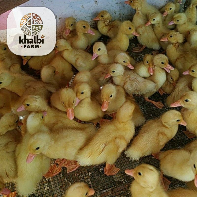 Jual DOD Anak Bebek Hibrida Peking Anak Entok Itik Serati | Shopee ...