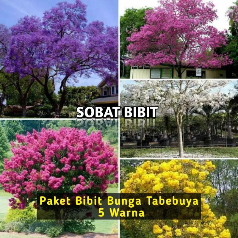 Jual 1 Paket Isi 5 Bibit Bunga Tabebuya 5 Warna | Shopee Indonesia