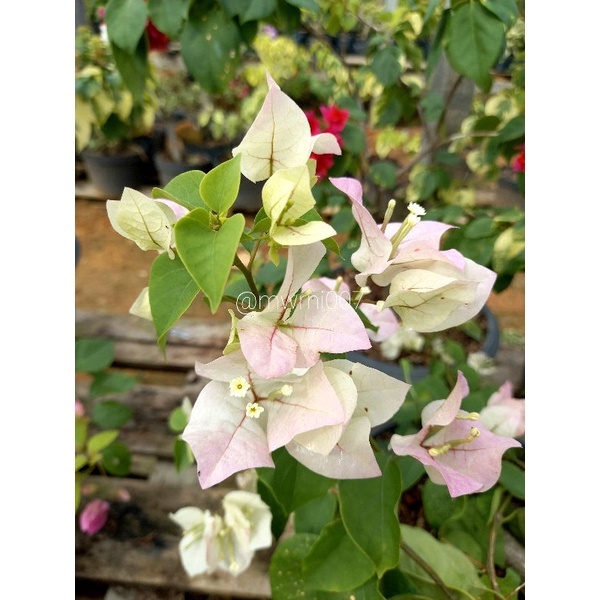Jual BIBIT BUGENVIL BENGAWAN SOLO BERBUNGA SIAP TANAM DAN BONSAI ...