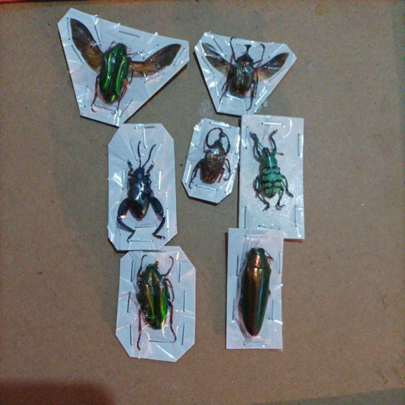 Jual taxydermi awetan serangga centonid betle kumbang bunga ordo ...