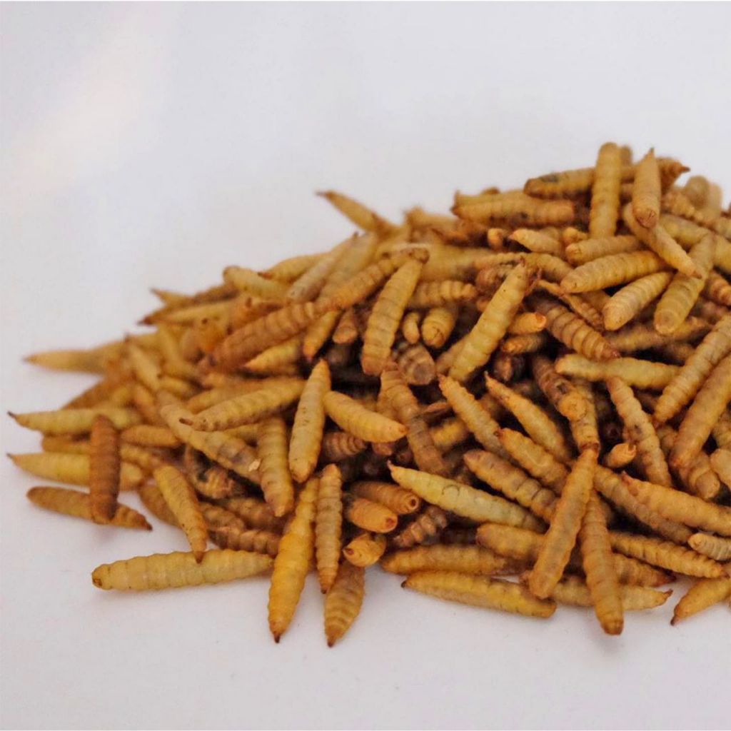 Jual Maggot kering 100 gram magot kering dry maggot makanan ikan koi ...