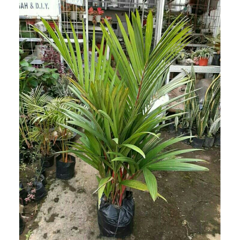 Jual Pohon palem merah asli - Bibit palm merah - tanaman palem merah ...