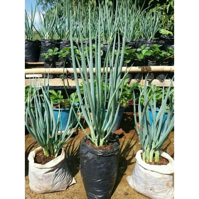 Jual KEBUN DZAKI - Paket 5 Bibit Daun Bawang / Loncang Siap Tanam ...