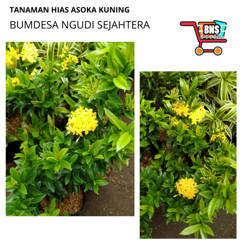 Jual TANAMAN HIAS ASOKA KUNING | Shopee Indonesia