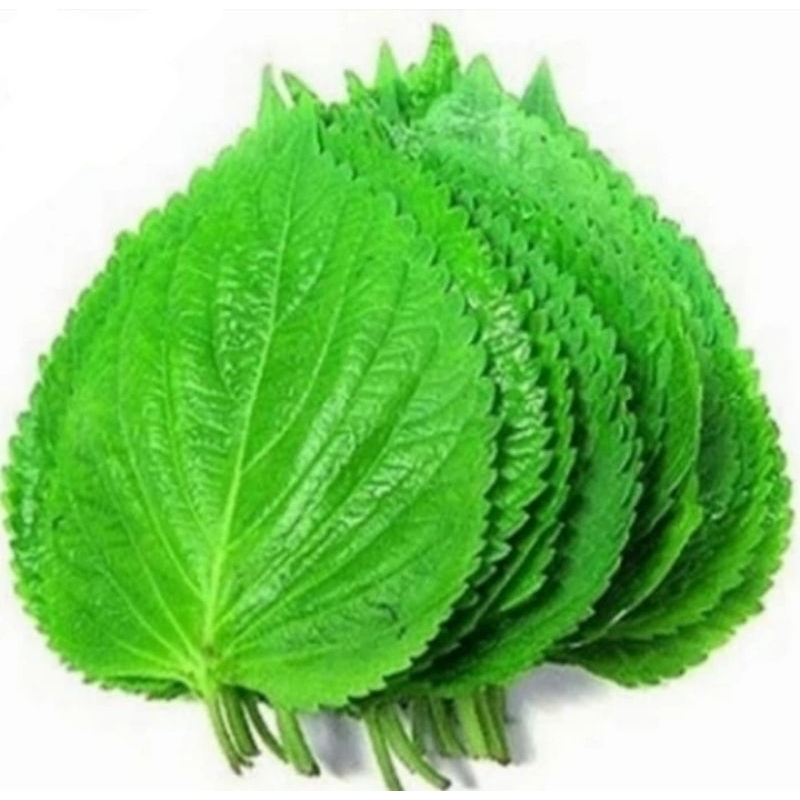 Jual Daun Perilla/Daun Wijen Segar 100gram | Shopee Indonesia